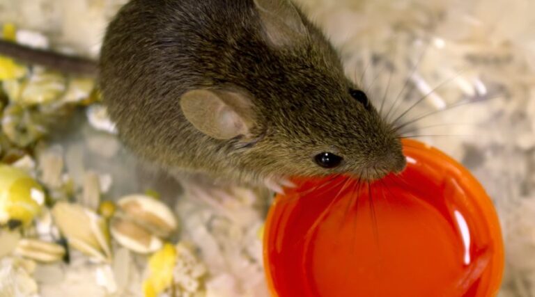 Can Mice Drink Out of Bowls